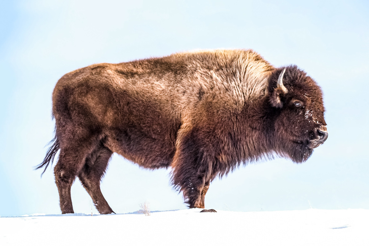 Contact – A Buffalo Story